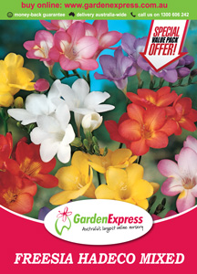 FREESIA HADECO MIXED, Value Pack - Garden Express