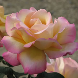 ROSE PEACE - Garden Express