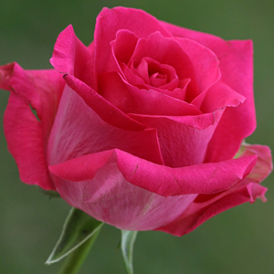 THORNLESS ROSE SMOOTH PRINCE - Garden Express