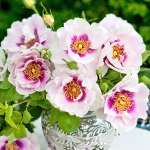 Brindabella Rose Golden Tiger - Garden Express