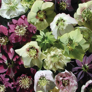 HELLEBORE MIXED - Garden Express