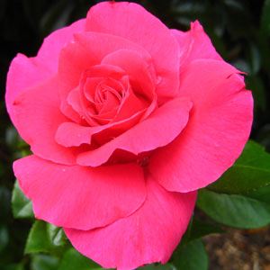 THORNLESS ROSE SMOOTH PRINCE - Garden Express