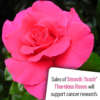 Thornless Rose Smooth Prince - Garden Express