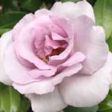 THORNLESS CLIMBING ROSE SMOOTH VELVET - Garden Express