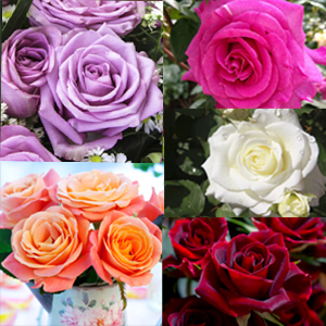 CUT FLOWER COLLECTION 5 ROSES - Garden Express
