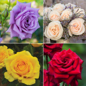 Roses - Garden Express - Australia's Largest Online Nursery