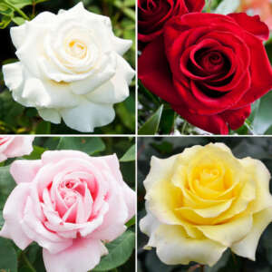 Roses - Garden Express - Australia's Largest Online Nursery