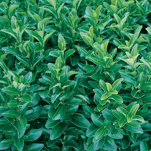 EUONYMUS GREEN ROCKET - Garden Express