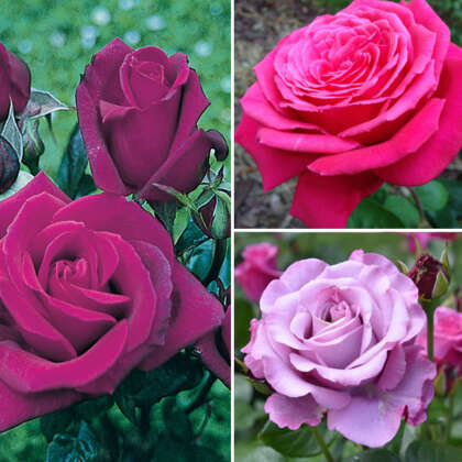 Roses for Sale Online | Fragrant Rose Plants | Garden Express