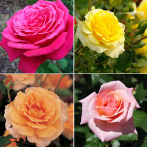 Roses - Garden Express - Australia's Largest Online Nursery