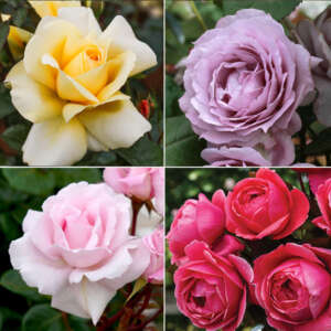 Most Fragrant Roses for Your Garden - Garden Express