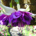 Fuchsia Golden Anniversary - Garden Express