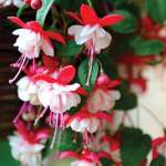 Fuchsia - Garden Express