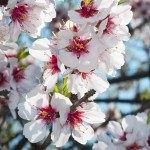 Dwarf Almond Self Pollinating - Garden Express