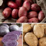 Certified Seed Potatoes - Garden Express