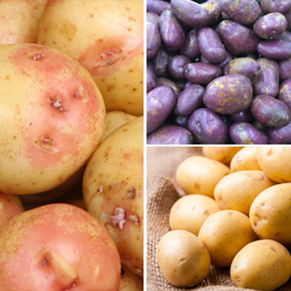 Certified Seed Potatoes - Garden Express - Online Nursery