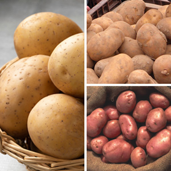 Certified Seed Potatoes - Garden Express - Online Nursery
