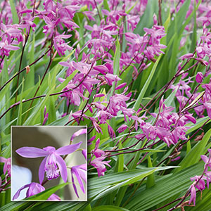 CHINESE GROUND ORCHID - Garden Express