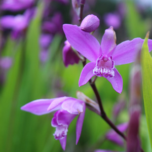 CHINESE GROUND ORCHID - Garden Express
