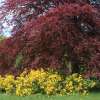 Copper Beech - Garden Express