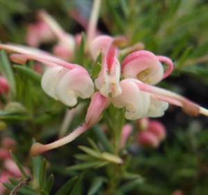 Grevillea Pink Pixie - Garden Express