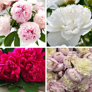PEONY ROSE COLLECTION - Garden Express