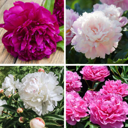 Peony Roses - Garden Express - Australia's Largest Online Nursery