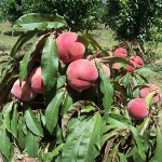 Dwarf Plum A-Okay Tm - Garden Express