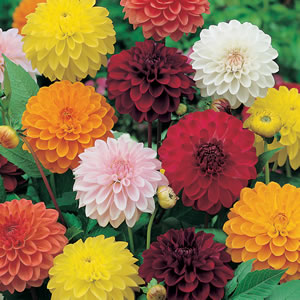 DAHLIA BALL MIXED - Garden Express