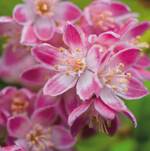 DEUTZIA MAGICIEN - Garden Express