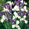 Dutch Iris Blue & White Blend - Garden Express