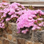 Pig Face Red - Garden Express