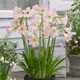 HIPPEASTRUM SONATINI SWAN LAKE - Garden Express