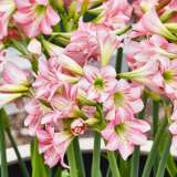 Sonatini Hippeastrums - Garden Express - Online Nursery