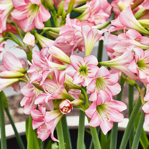 Hippeastrum Sonatini Eye Catcher - Garden Express