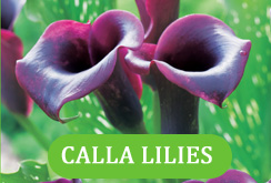 Australia's leading gardening supplier - Garden Express