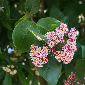 RONDELETIA - Garden Express