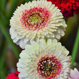 GERBERA POM POM STARGATE - Garden Express
