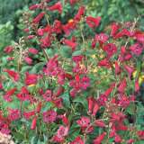PENSTEMON PURPLE BEDDER - Garden Express
