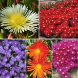 PIG FACE RED - Garden Express