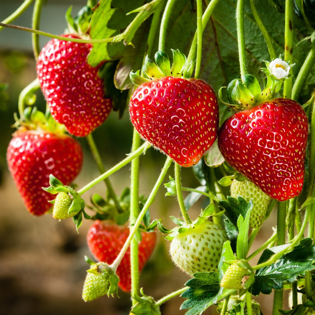 Strawberries - Garden Express - Australia's Largest Online Nursery