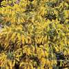 Wildflower Seed - Dwarf Wattle - Garden Express
