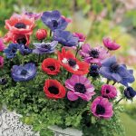Anemone Poppy Mixed - Garden Express