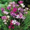 Babiana Mixed - Garden Express