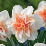 6 Types of Daffodils You Need To Know - Garden Express