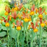 DUTCH IRIS APOLLO - Garden Express