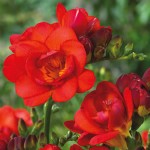 Freesia Red Beauty - Garden Express