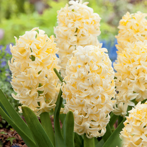 Hyacinths - Garden Express - Australia's Largest Online Nursery