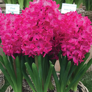 HYACINTH JAN BOS - Garden Express