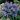 Tritelia Spring Star Mixed - Garden Express